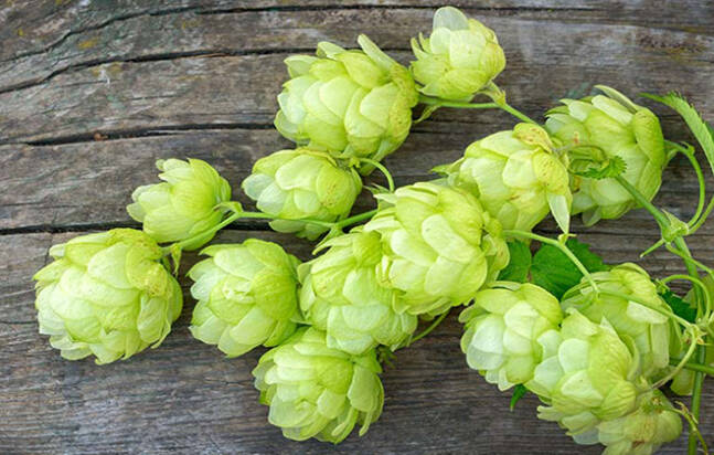 Hops used in brewing – Wildcraft Brewery
