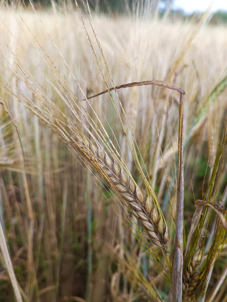 Malting barley - The process to get great beer – Wildcraft Brewery